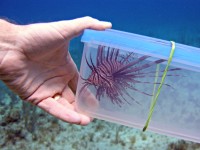 Lionfish reproduction - Lionfish Hunting