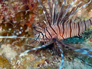 Lionfish stings - first aid and treatment - Lionfish Hunting